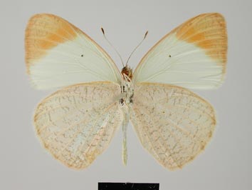 Colotis antevippe gavisa (type specimens)
