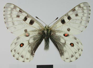 Parnassius actius minuta TYPE [MFNB].