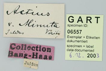 Parnassius actius minuta TYPE [MFNB].