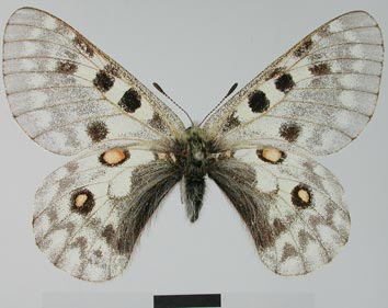 Parnassius actius minuta TYPE [MFNB].