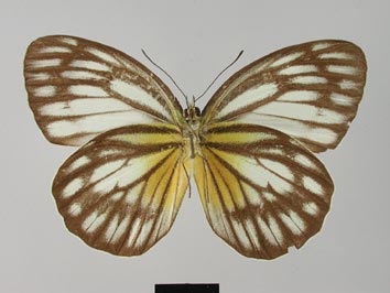 Cepora e. eperia (type specimens)
