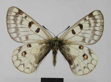 Parnassius s. simo (type specimens)