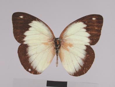 Cepora perimale pitys (type specimens)