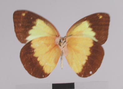 Cepora perimale pitys (type specimens)