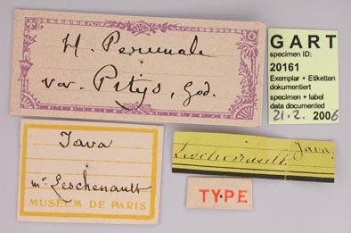 Cepora perimale pitys (type specimens)