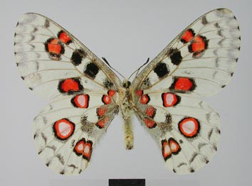 Parnassius actius actius (TYPE of Parnassius quadripicta Bang-Haas ...