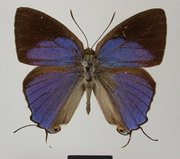Tajuria mantra jalysus (type specimens)