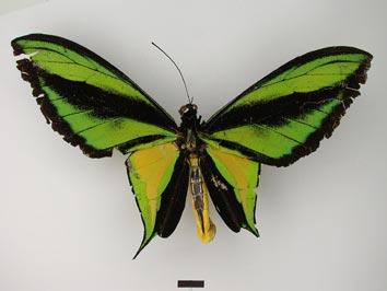 Troides p. paradisea (type specimens)