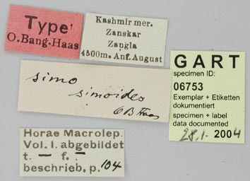 Parnassius simo simoides SYNTYPE China [MFNB].