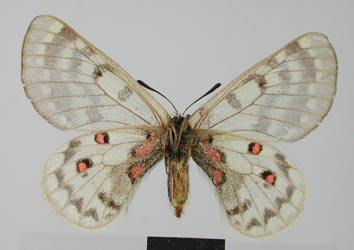 Parnassius simo simoides (type specimens)