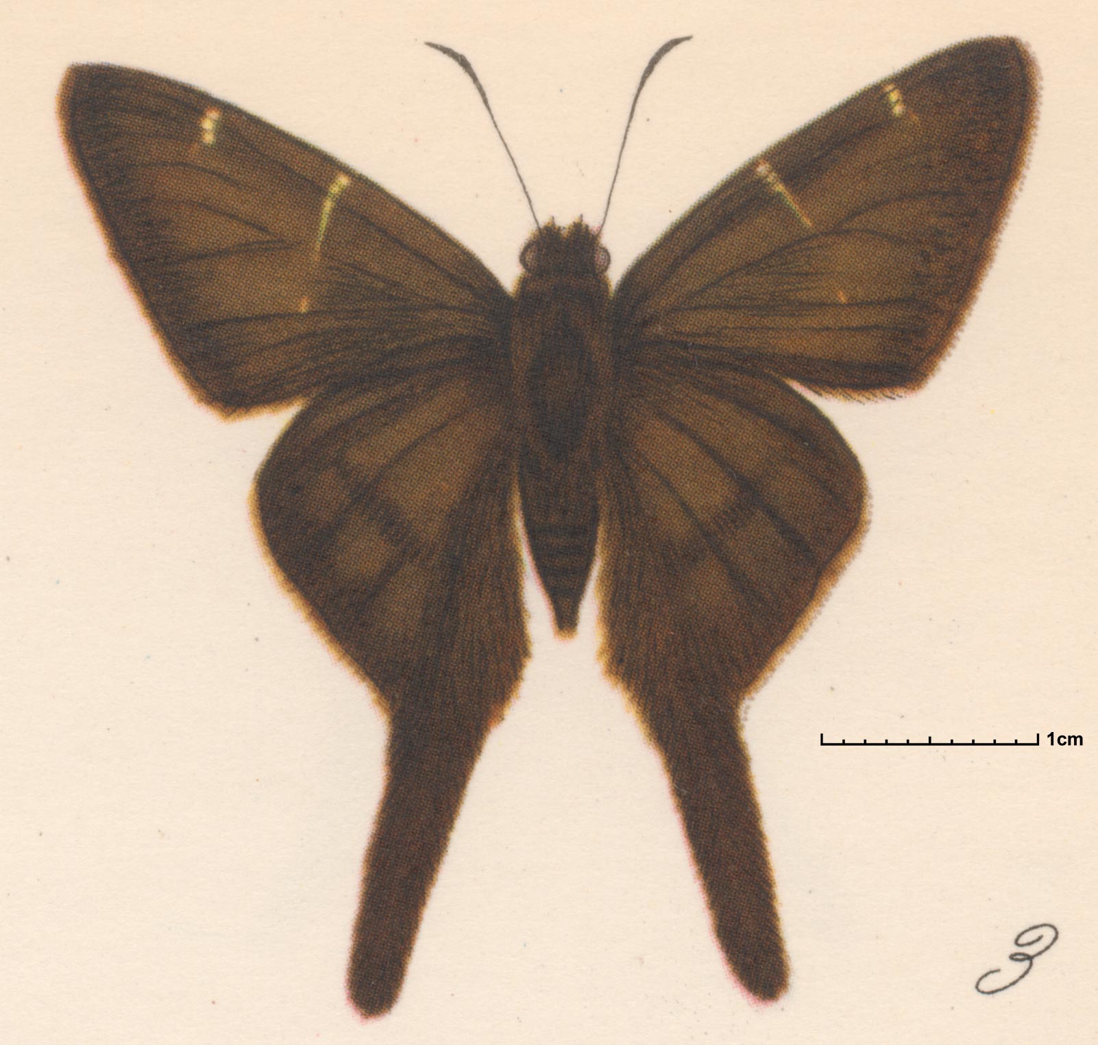 Spicauda simplicius (illustrations)