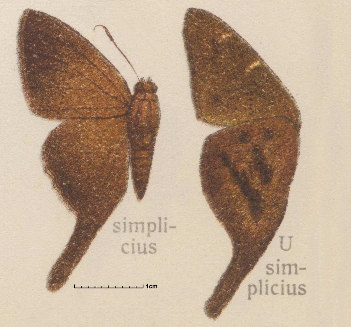 Spicauda simplicius (illustrations)