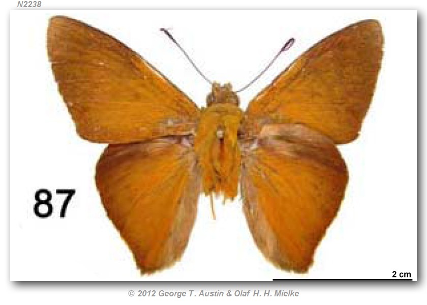 Porphyrogenes splendidus (original illustrations)