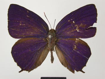 Arhopala tindali (type specimens)