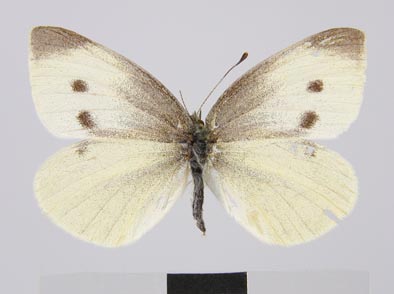 Pieris rapae crucivora (type specimens)