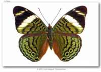 Panacea procilla thumbnails
