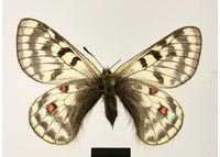 Parnassius simonius eos thumbnails