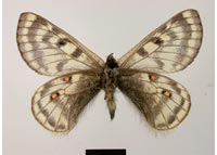 Parnassius simonius eos thumbnails