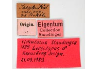 Parnassius simonius simulator thumbnails