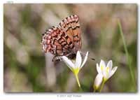 Callophrys niphon thumbnails