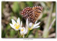 Callophrys niphon thumbnails
