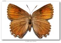 Callophrys niphon thumbnails