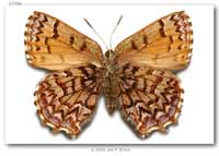 Callophrys niphon thumbnails