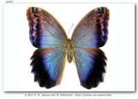 Caligo thumbnails