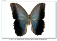 Caligo thumbnails