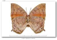 Anaea aidea thumbnails