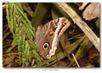 Caligo thumbnails