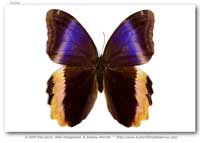 Caligo thumbnails