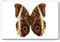 Caligo thumbnails