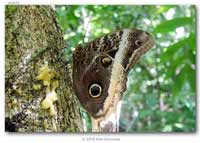 Caligo thumbnails