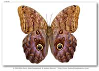 Caligo brasiliensis thumbnails