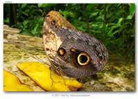 Caligo telamonius thumbnails