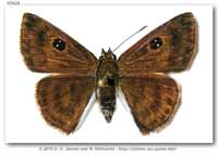 Cyclosemia thumbnails