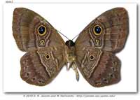 Mesosemia lamachus thumbnails