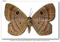 Mesosemia lamachus thumbnails