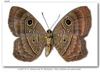 Mesosemia lamachus thumbnails