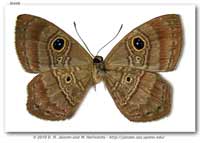 Mesosemia lamachus thumbnails