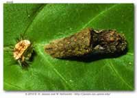 Mesosemia lamachus thumbnails