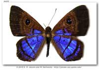 Mesosemia lamachus thumbnails