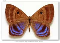 Mesosemia lamachus thumbnails