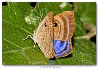 Mesosemia lamachus thumbnails