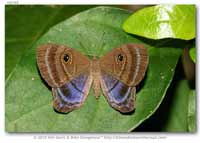 Mesosemia lamachus thumbnails