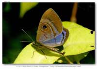 Mesosemia lamachus thumbnails