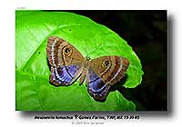 Mesosemia lamachus thumbnails