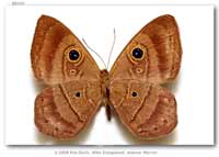 Mesosemia lamachus thumbnails