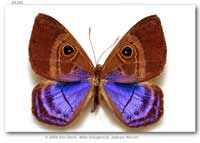 Mesosemia lamachus thumbnails
